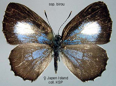 Papua Insects Foundation (Lepidoptera/Lycaenidae/Lycaeninae(Philiris ...